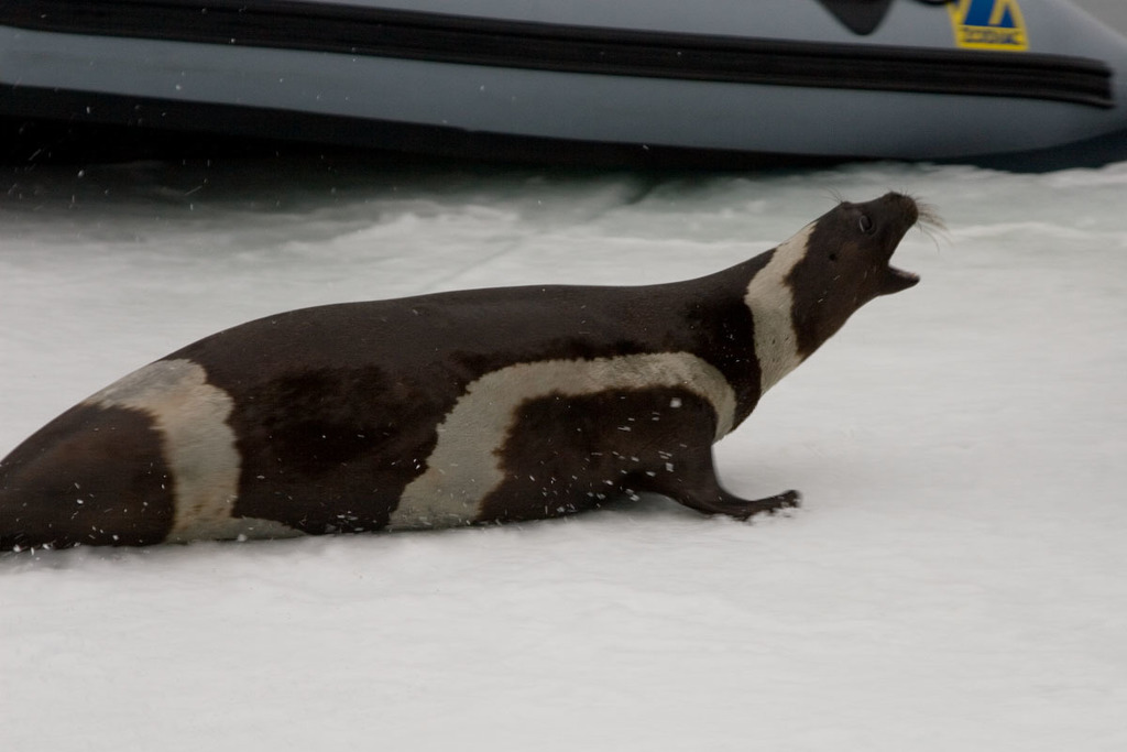 foca franjeada (Mamíferos marinos del mundo) · iNaturalist