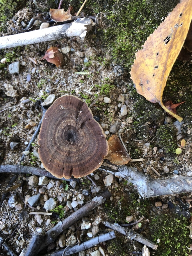 Brown Funnel Polypore from Caraquet, NB, CA on October 09, 2021 at 04: ...