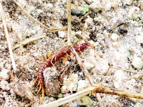 Scolopocryptops ferrugineus · iNaturalist