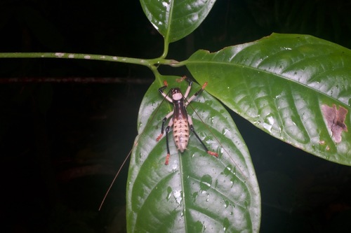 Subgenus Capnogryllacris · iNaturalist