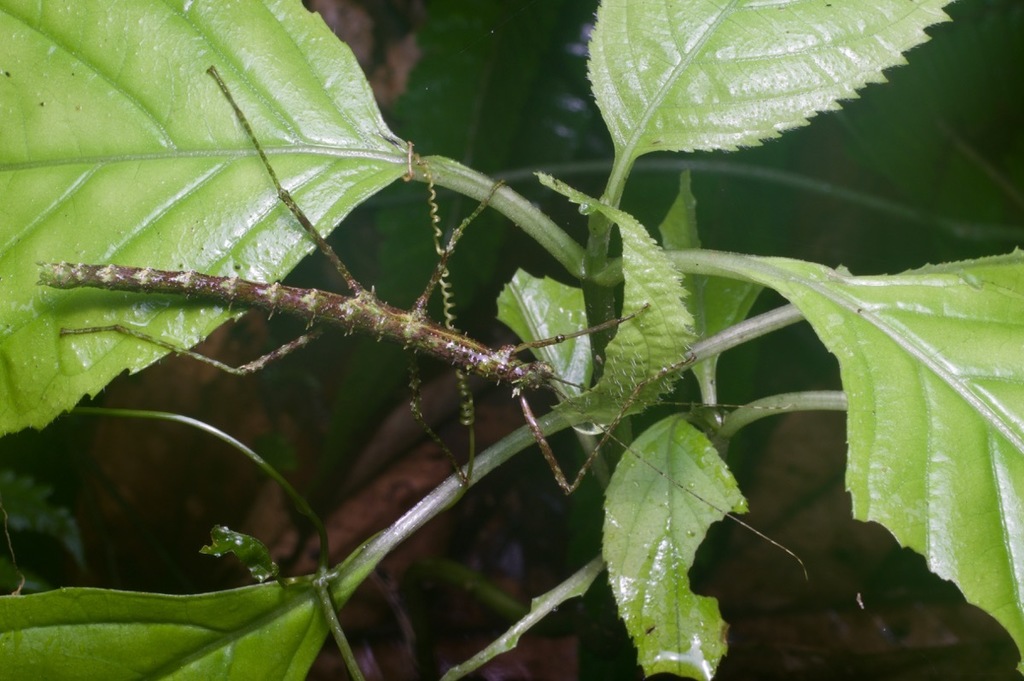 Lonchodidae from Kinabalu, Ranau, Sabah, Malaysia on March 3, 2018 at ...