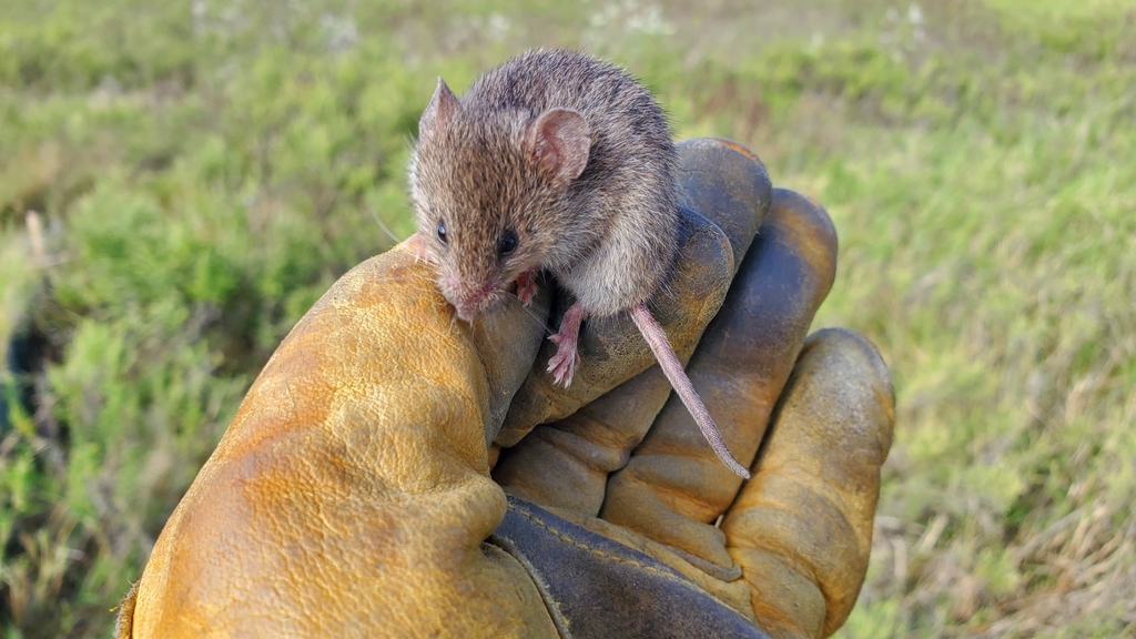 Northern Pygmy Mouse from Baird, TX 79504, USA on October 10, 2021 at ...