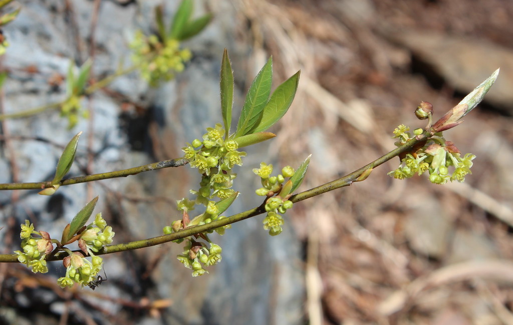 kuromoji (Lindera umbellata) - Botanical Realm