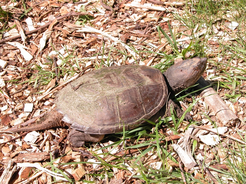 Common Snapping Turtle from 2591 Whitehall Neck Rd, Smyrna, DE 19977 ...
