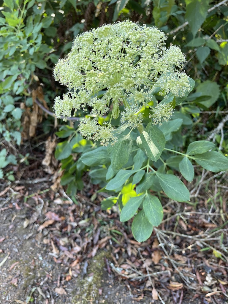 Blister bush (Diplolophium buchananii) - Botanical Realm