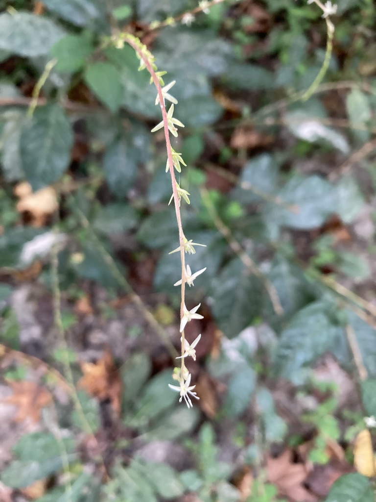 Guinea Hen Weed (Petiveria alliacea) - Botanical Realm