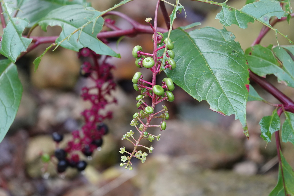 American pokeweed in October 2021 by Rene Kimray · iNaturalist