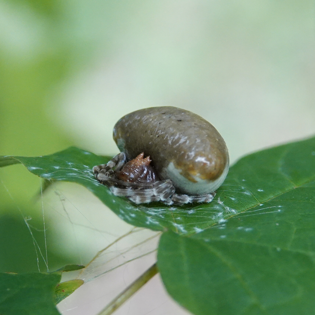 Toadlike Bolas Spider in October 2021 by Rene Kimray · iNaturalist