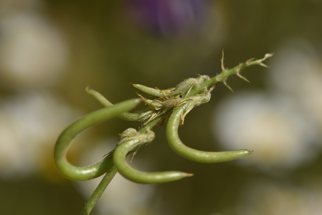 Astragalus hamosus (Flora de Valdelatas) · iNaturalist