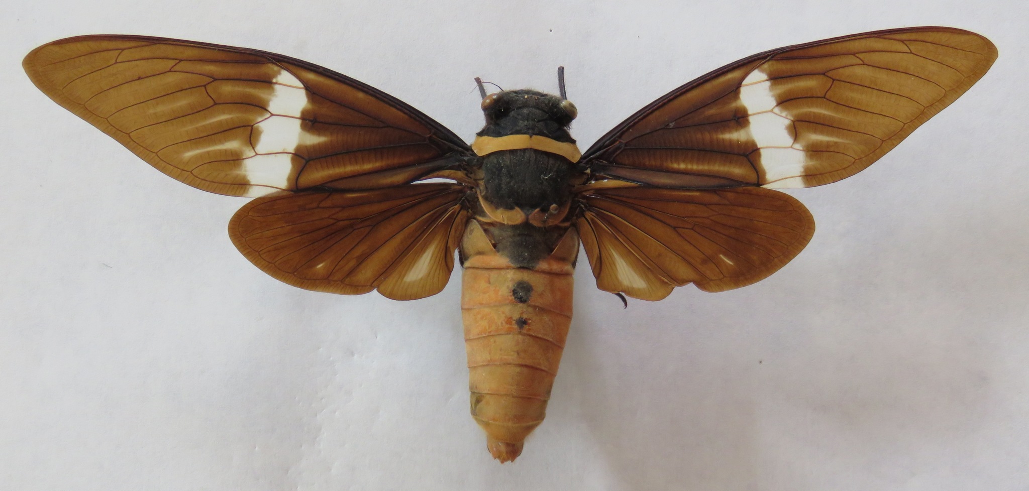Tosena albata Distant, 1878