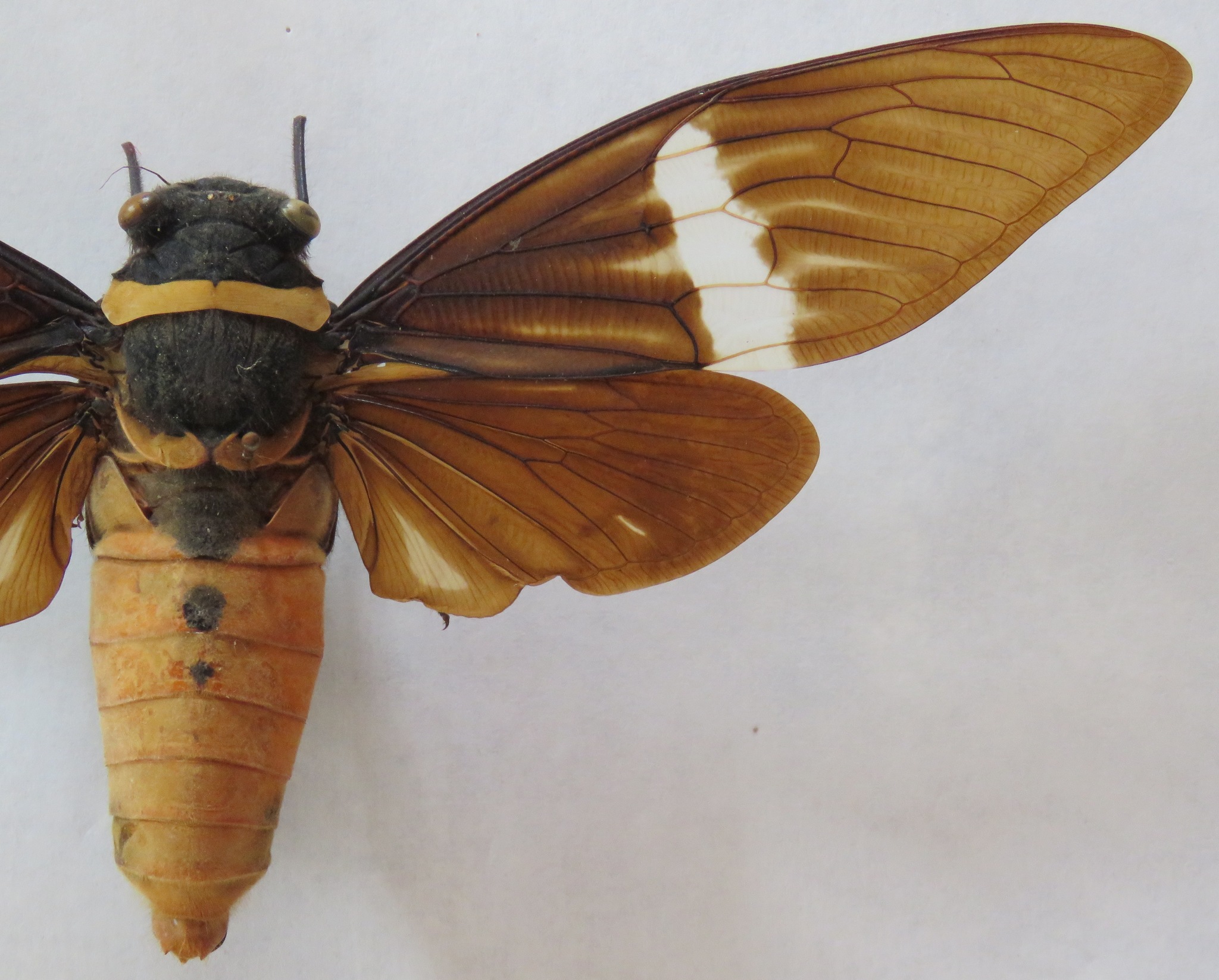 Tosena albata Distant, 1878