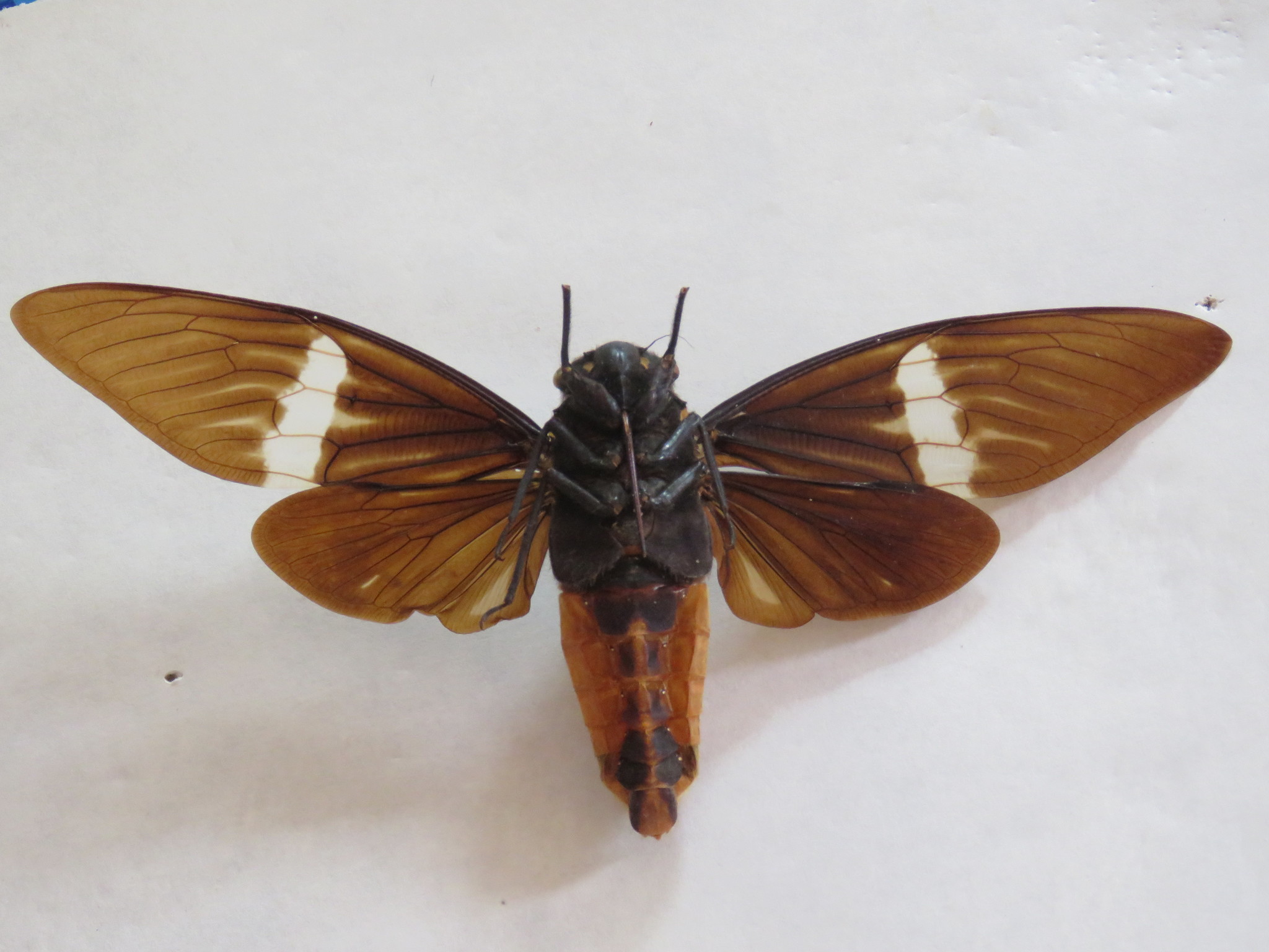 Tosena albata Distant, 1878