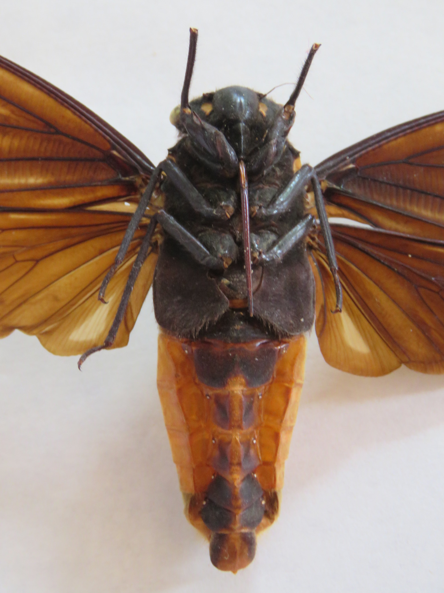 Tosena albata Distant, 1878