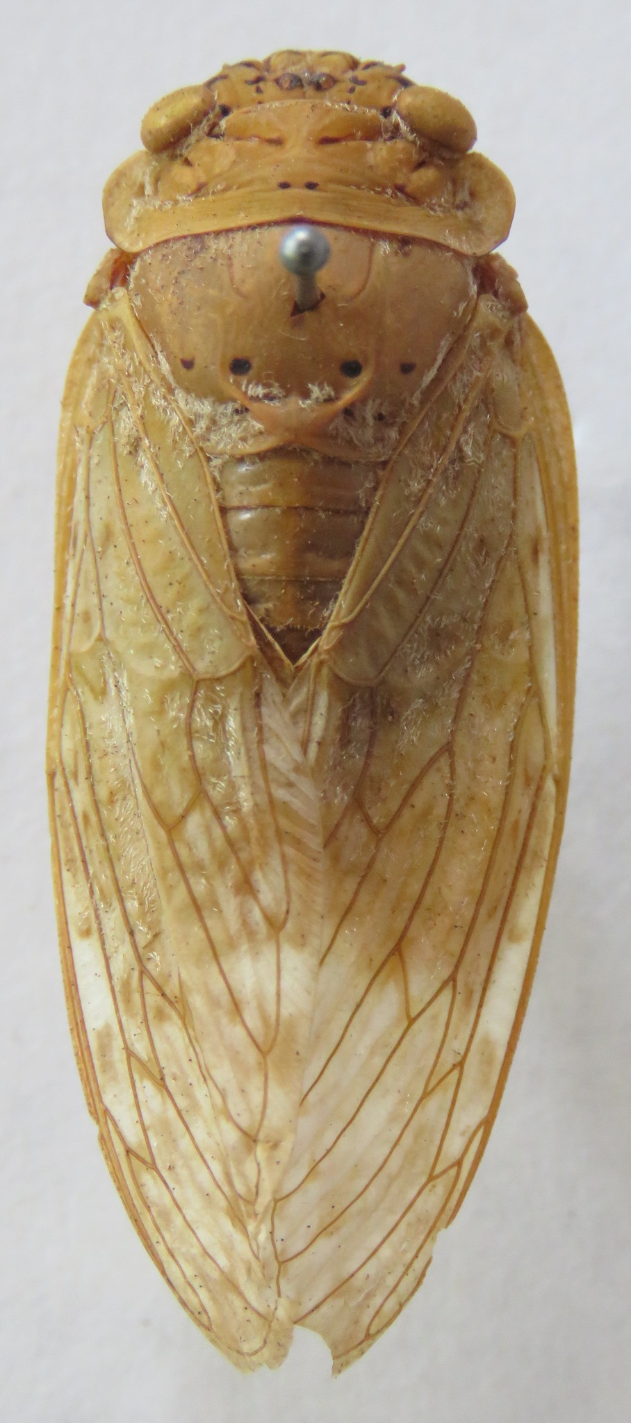 Yanga guttulata (Signoret, 1860)