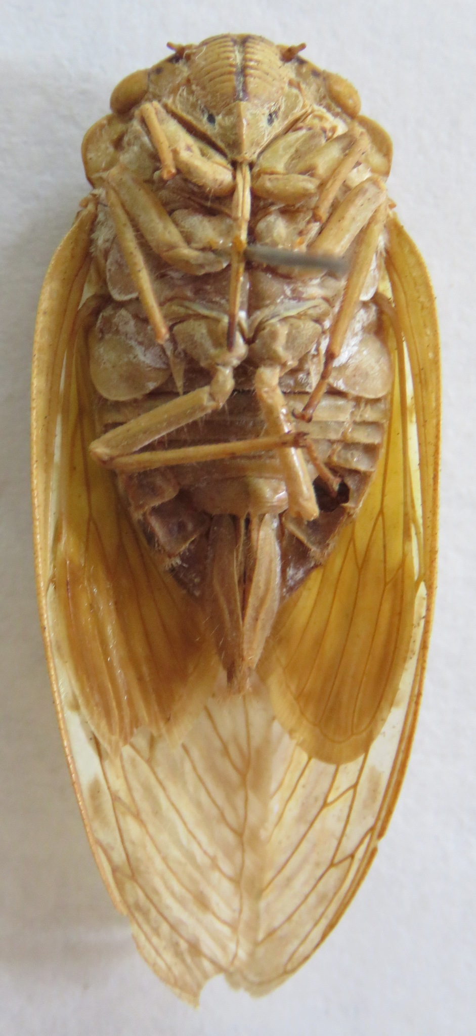 Yanga guttulata (Signoret, 1860)