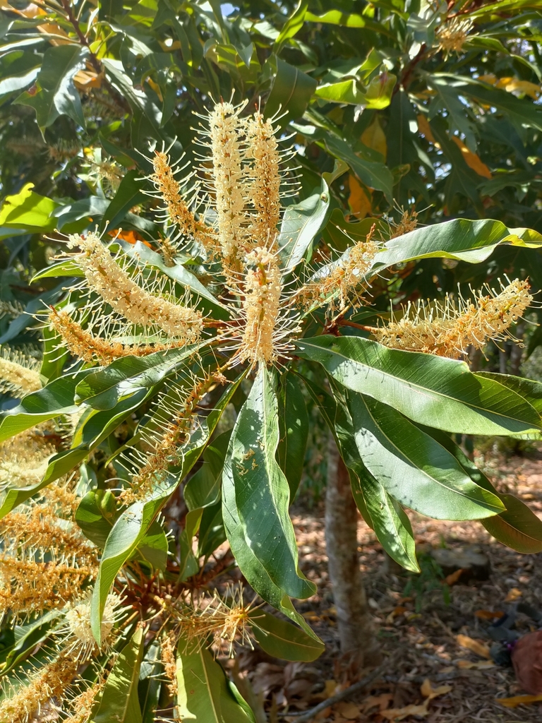 ivory curl tree from Location: -16.893844, 145.755233 on October 2 ...