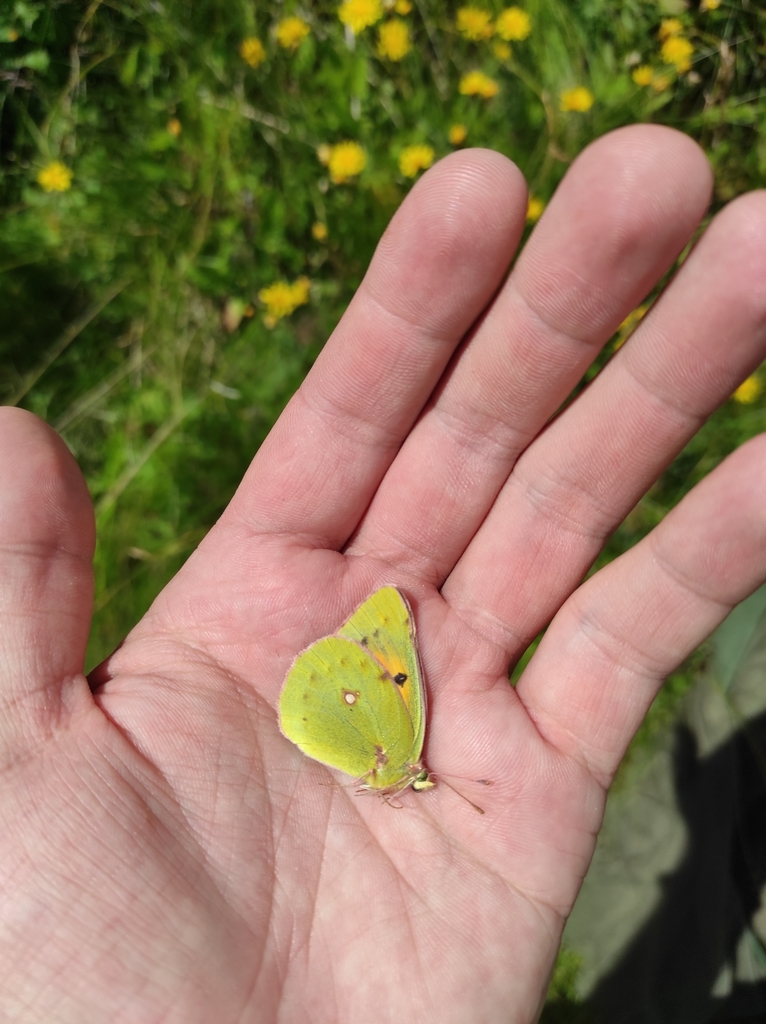 Colias thisoa from Кабардино-Балкарская Респ., Россия, 361605 on August ...