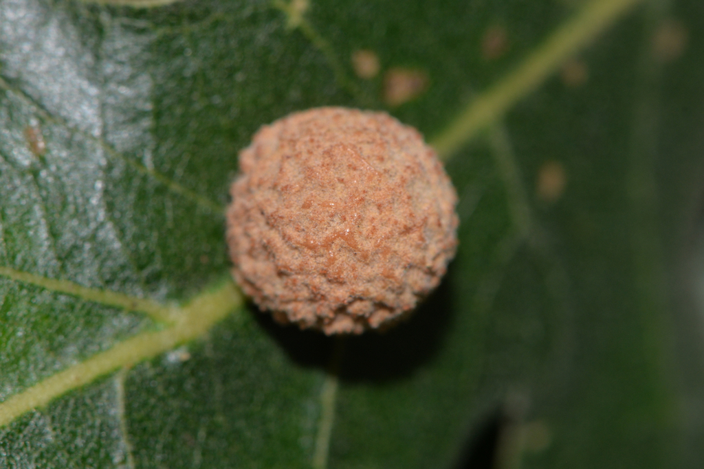 Fuzzy-Gall Wasp from Sugarloaf, San Mateo, CA, USA on October 07, 2021 ...