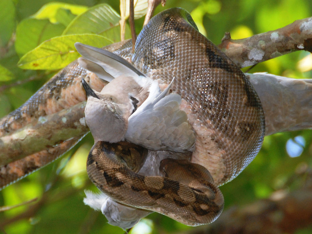 Boa de la costa oeste mexicana desde Yelapa, Jalisco, MX el26 de ...