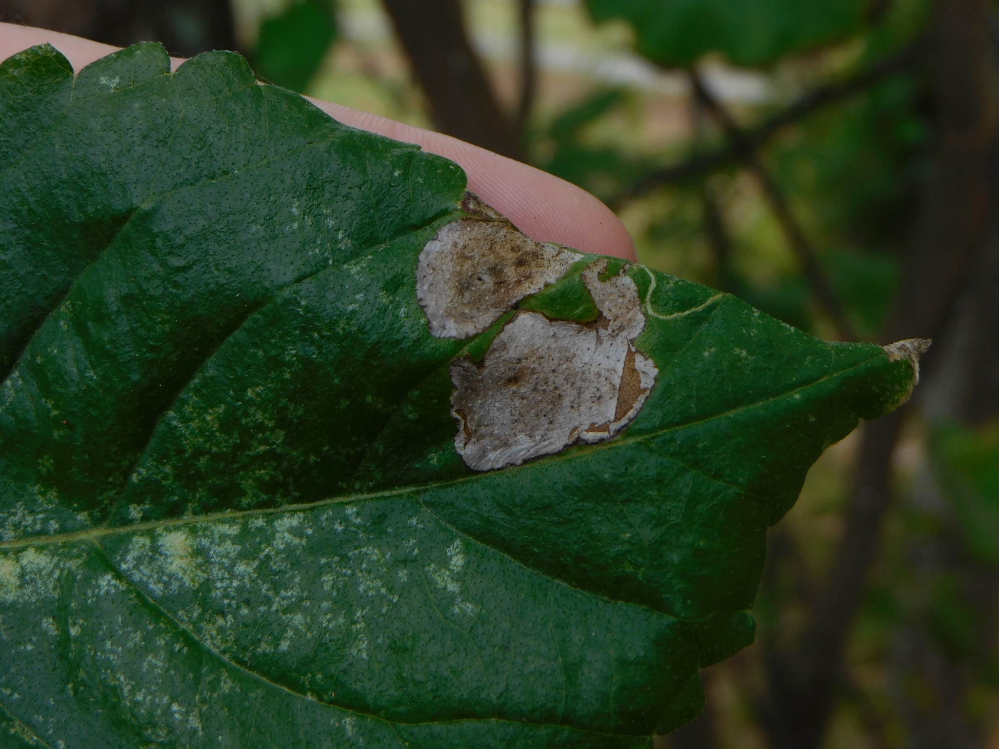 Calycomyza lantanae (Frick, 1956)