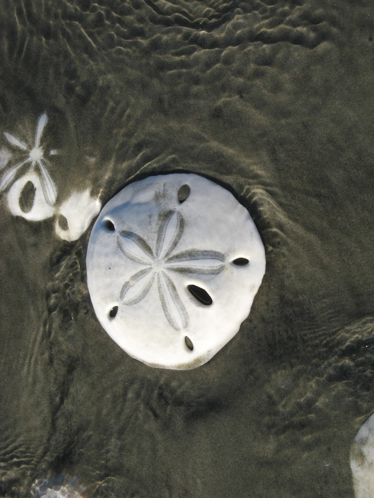 Encope micropora from Magdalena Bay area, BCS, Mexico on February 25 ...