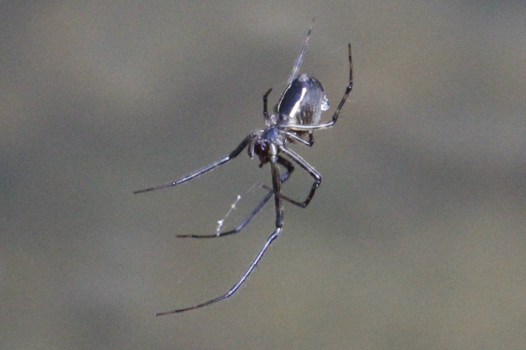 Entelegyne Spiders from Huia, Auckland 0604, New Zealand on April 25 ...