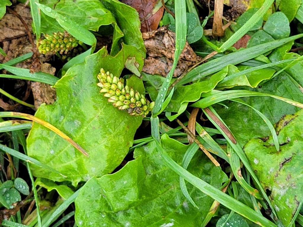 greater plantain from Winnipeg, MB R2M 2X6, Canada on October 10, 2021 ...