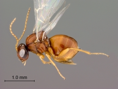 Gall-forming insects, Gall Wasps (Big Woods, Big Rivers Linnaeus List ...