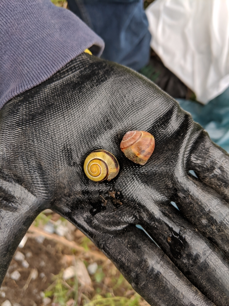 Brown-lipped Snail from 4500-4528 I St, Philadelphia, PA 19124, USA on ...