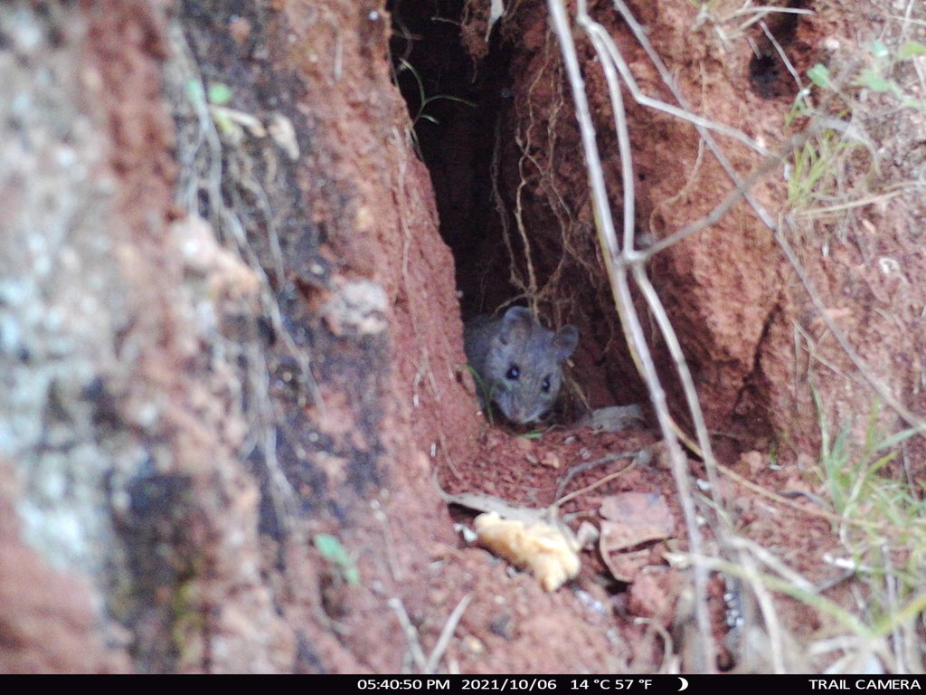 Australian Bush Rat from Caparra NSW 2429, Australia on October 6, 2021 ...