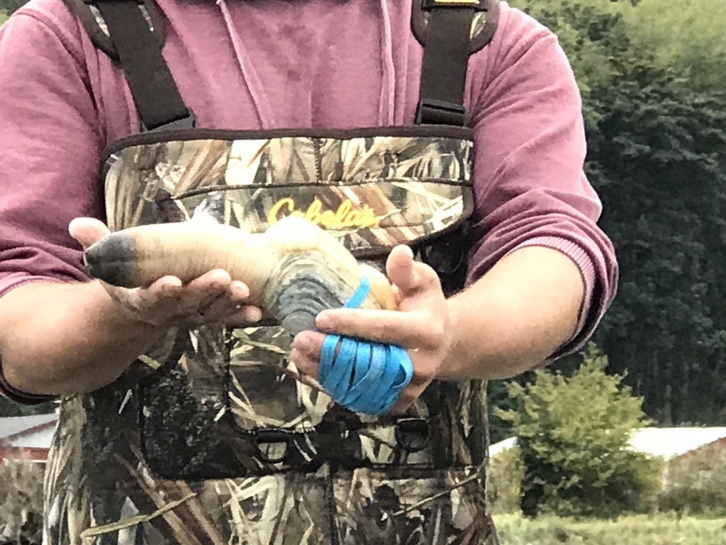 Pacific Geoduck from Harstine Island, Mason County, WA, USA on October ...