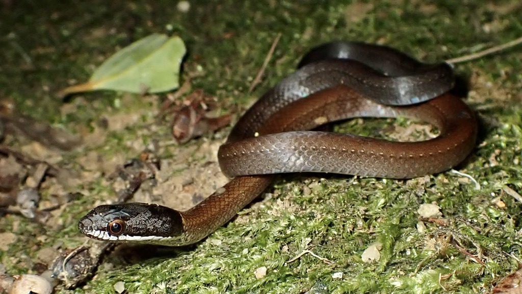 Chinese Many-tooth Snake from Tai Mo Shan, Hong Kong on October 7, 2021 ...