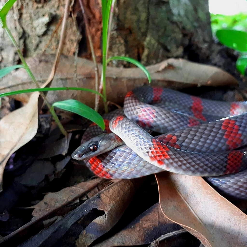 Forest Flame Snake (Oxyrhopus petolarius) - Snakes and Lizards