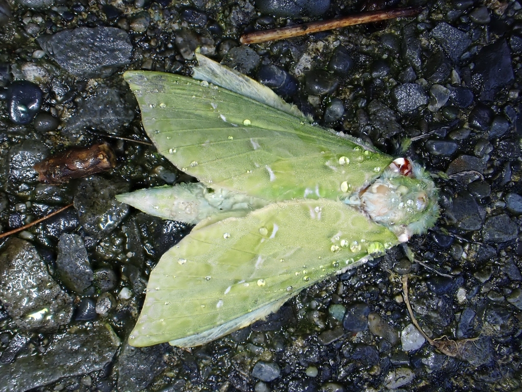 Puriri moth from 461 Stokes Valley Road on September 24, 2021 at 06:53 ...
