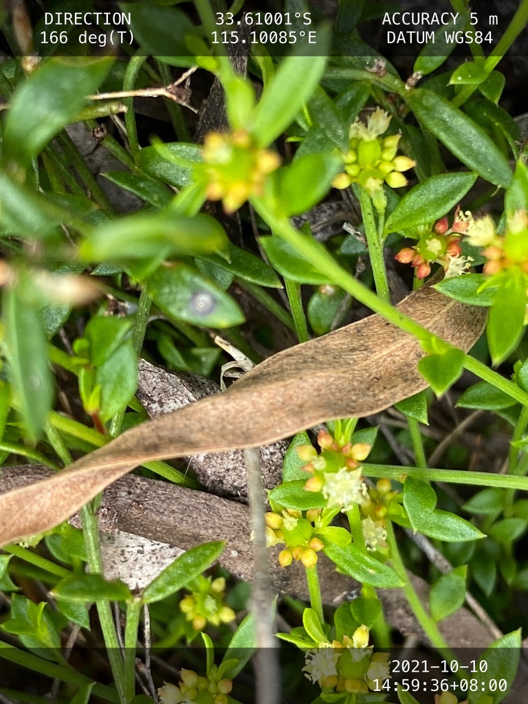 (Monotaxis occidentalis) - Botanical Realm