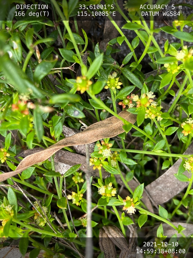 (Monotaxis occidentalis) - Botanical Realm