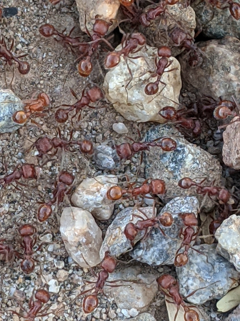 Pogonomyrmex tenuispinus from 22980 Baja California, Mexico on October ...