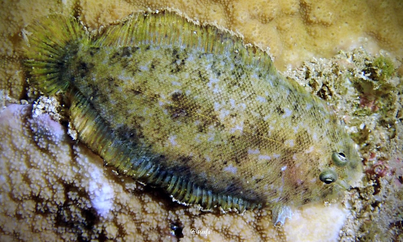 Aseraggodes Kaup, 1858