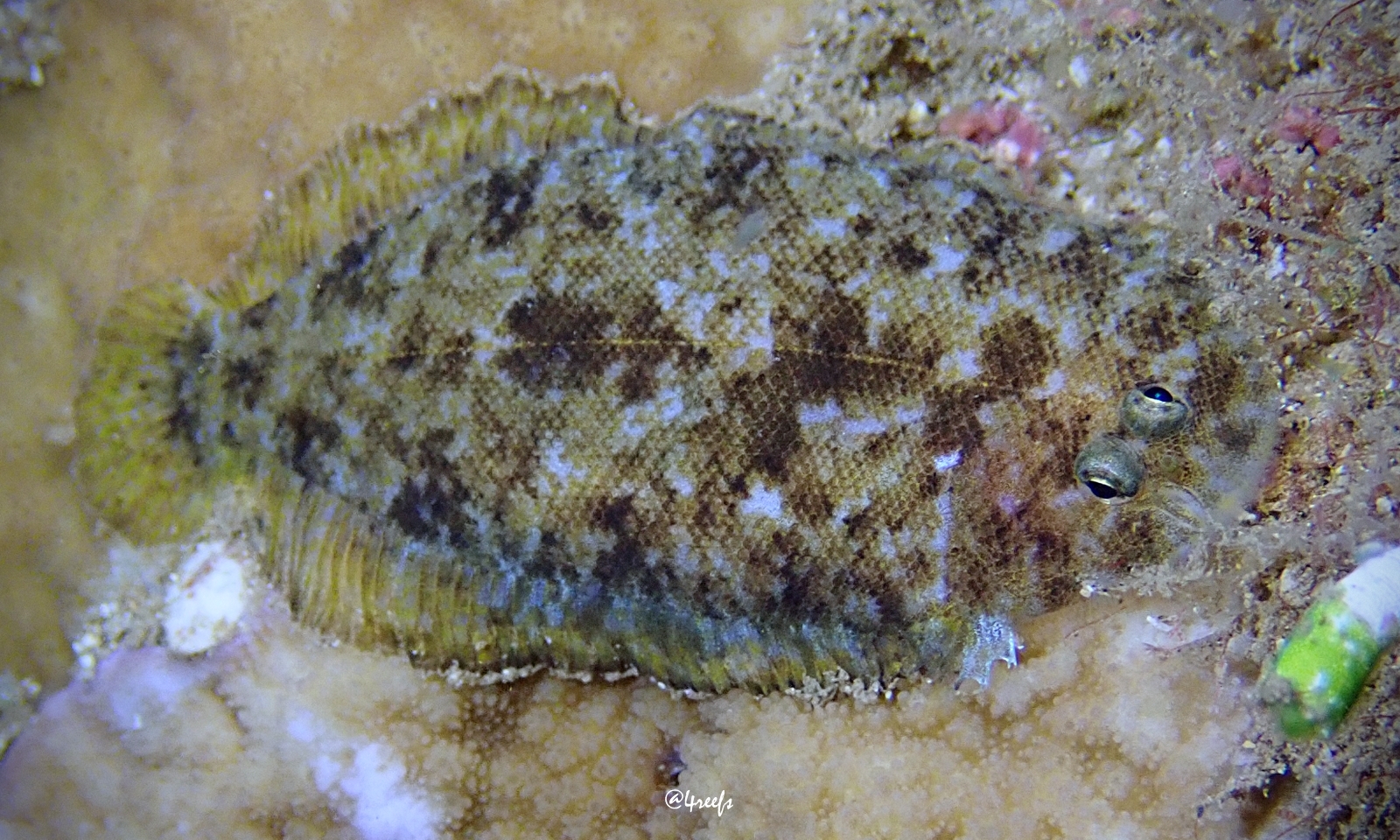 Aseraggodes Kaup, 1858