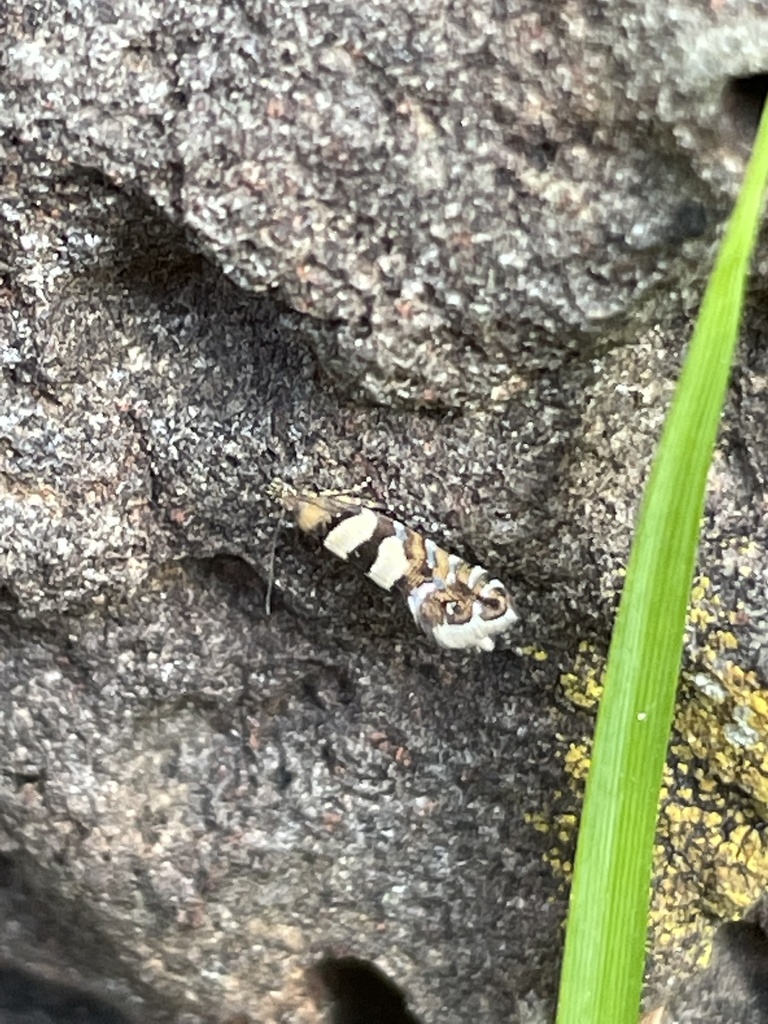 Metallic Sedge Moth from Frankston South, VIC, AU on October 11, 2021 ...