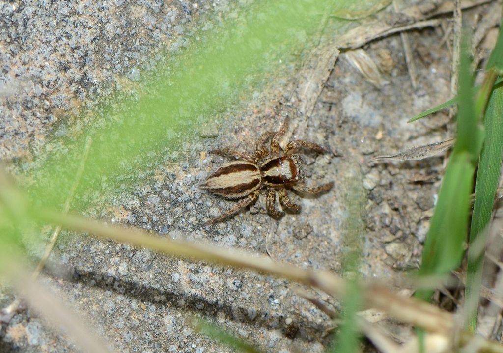Plexippus setipes from Zhengzhou, Henan, China on October 3, 2021 at 02 ...