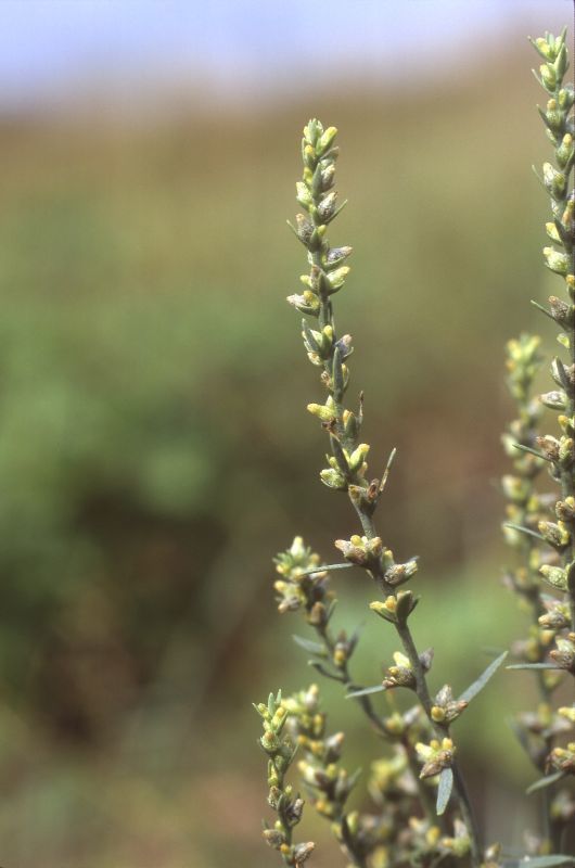 Annual Thymelaea (Noxious Weeds of Washington State) · iNaturalist