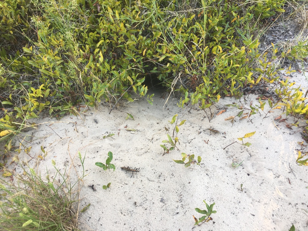 Gopher Tortoise in October 2021 by Sterling Herron. Two burrows within ...