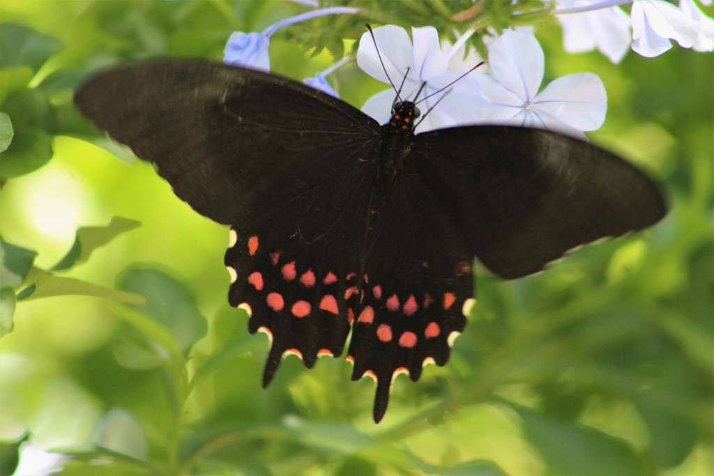 pink-spotted swallowtail from el Chapulin on October 10, 2021 at 01:22 ...