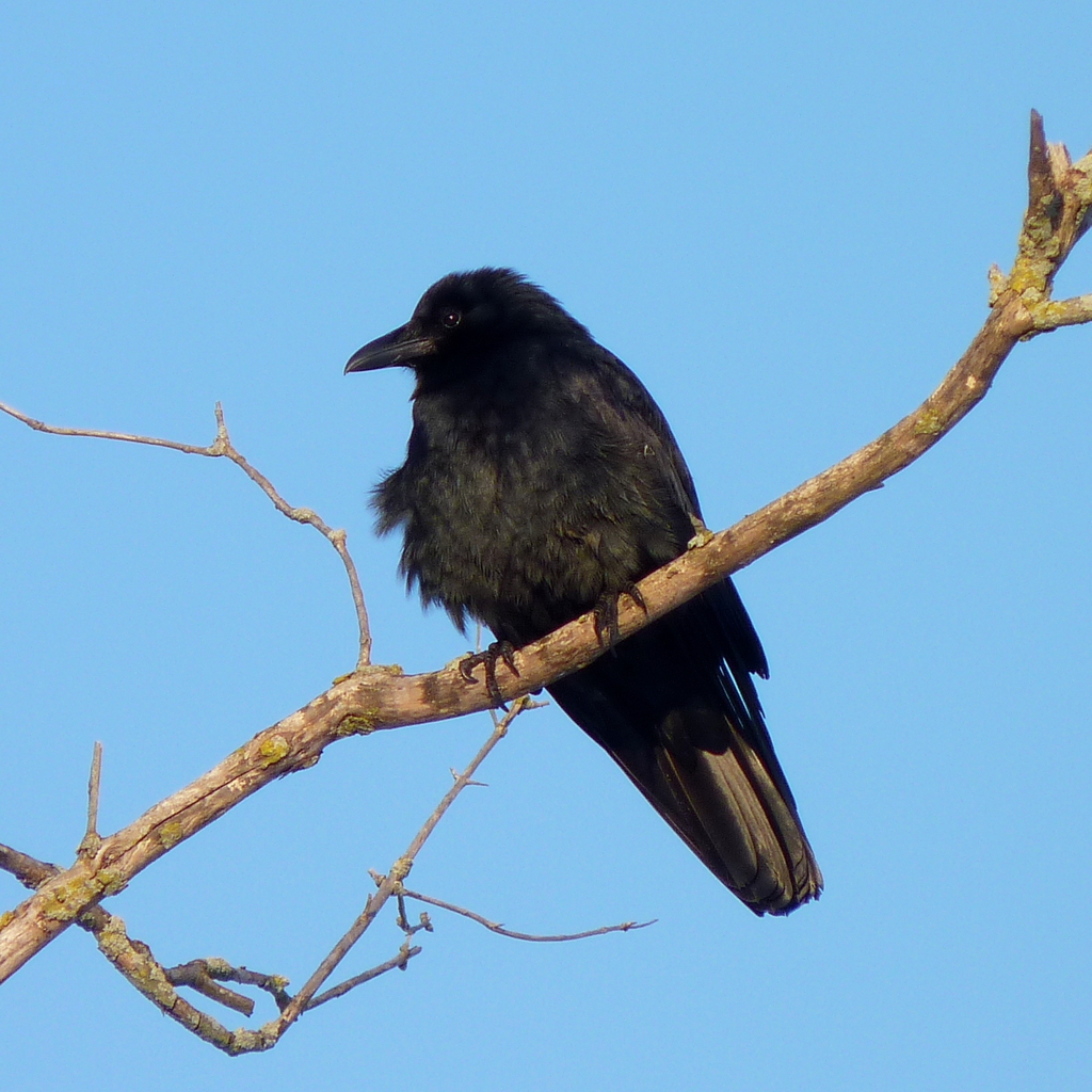 Fish Crow (Birds of Overton Park's Old Forest, Memphis, TN) · iNaturalist