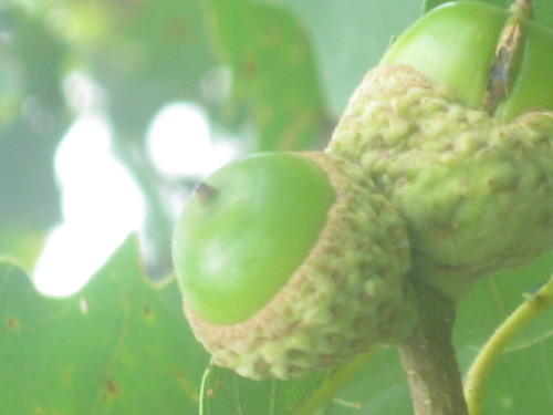 Chestnut Oak (Oaks of New England) · iNaturalist