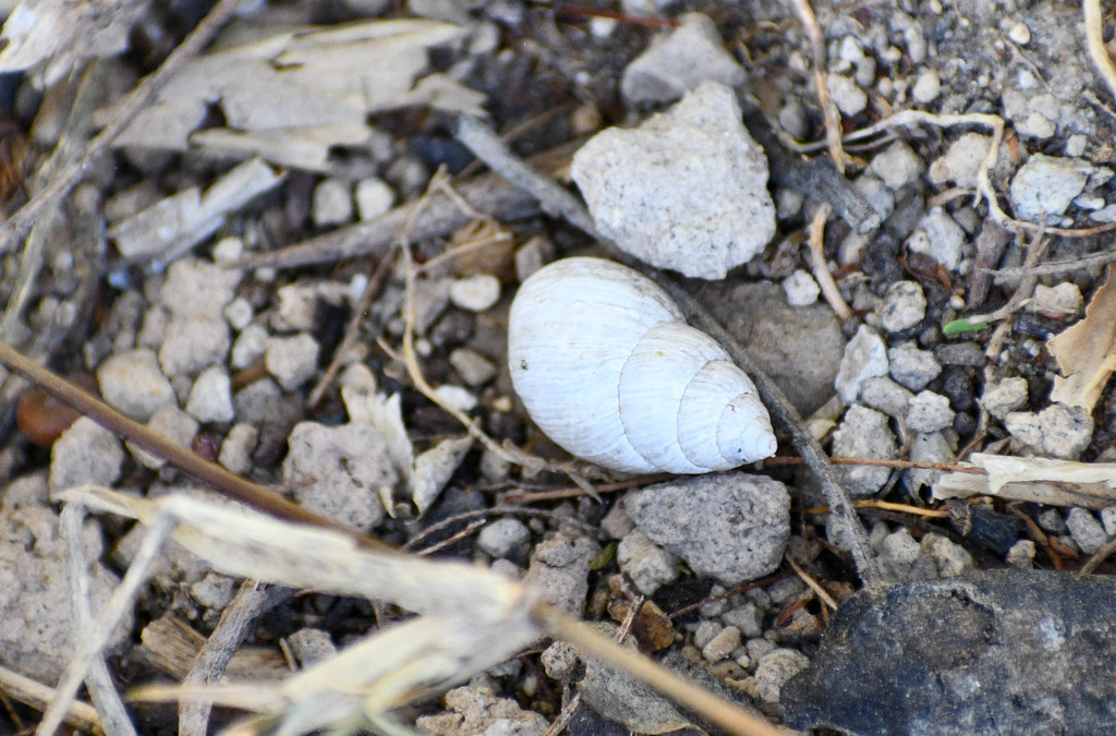 Naesiotus quitensis from Quito, Ecuador on October 09, 2021 at 08:35 AM ...