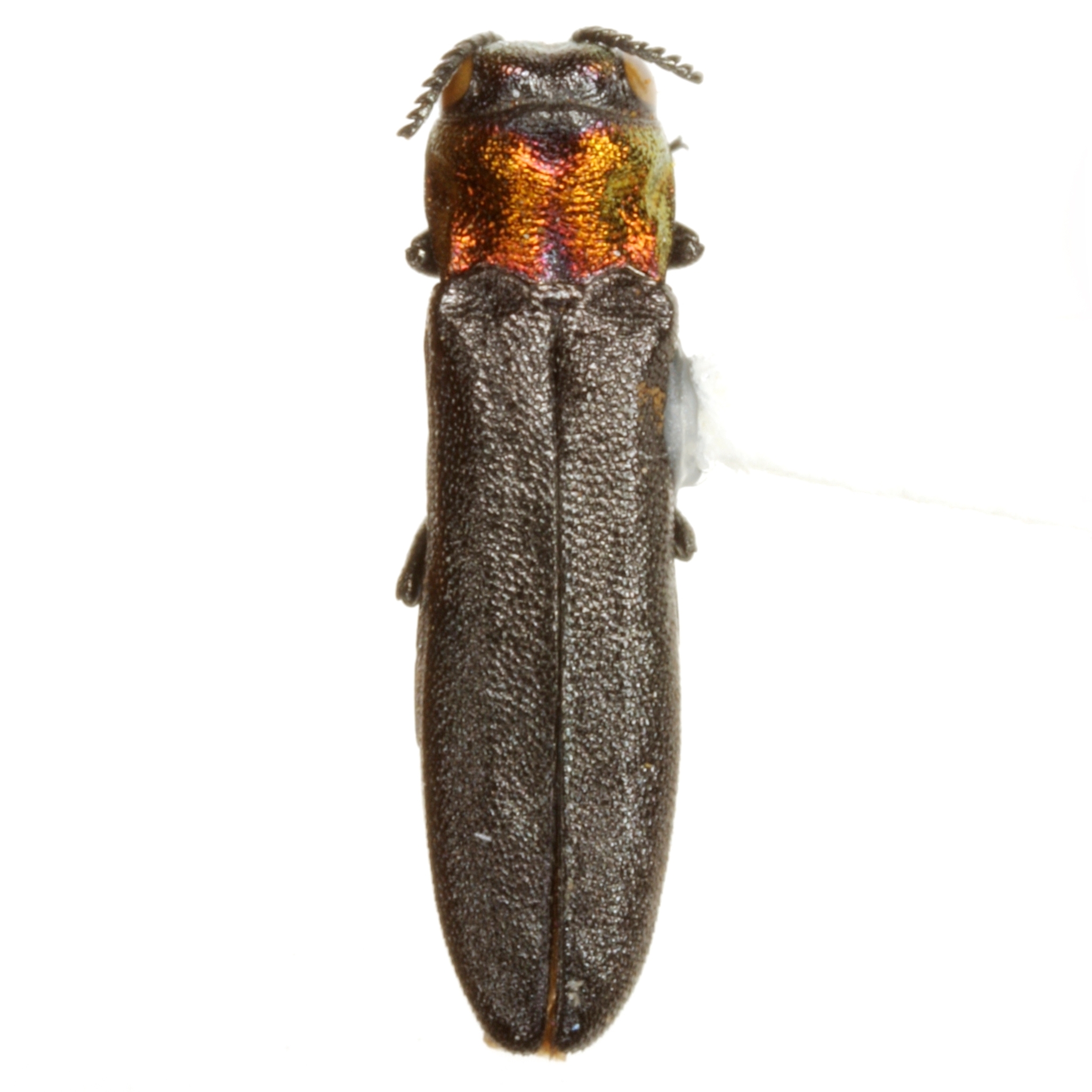 Agrilus rubroniger Hespenheide, 1979