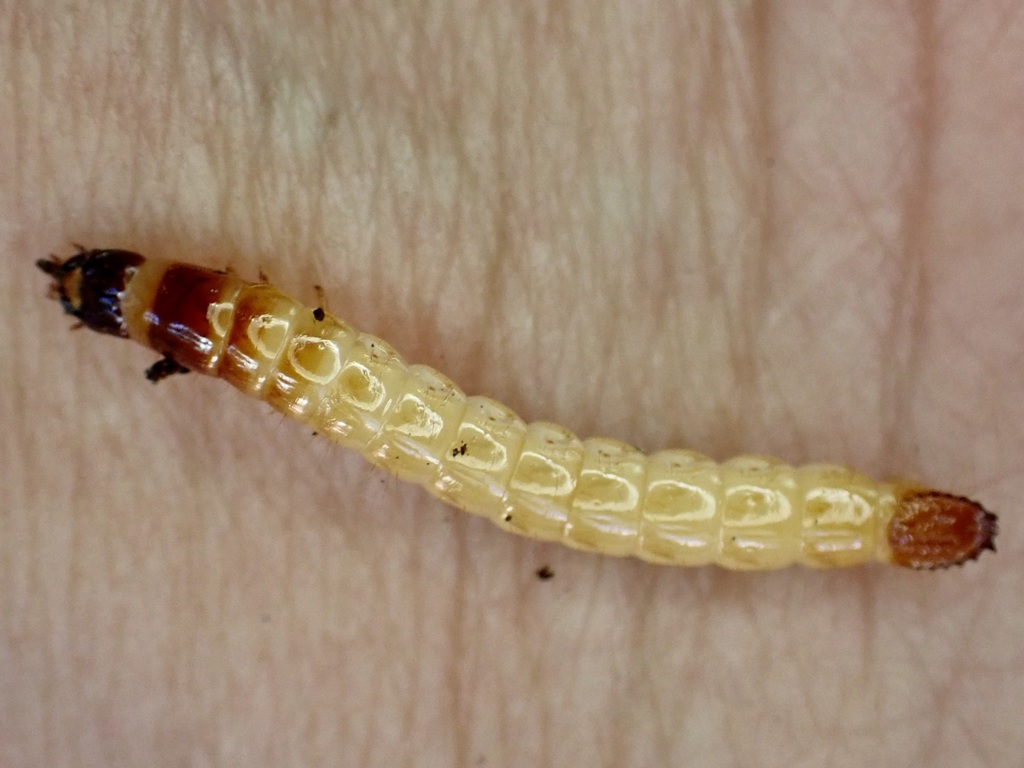 Pasture Wireworm from Lincoln, New Zealand on October 8, 2021 at 01:47 ...