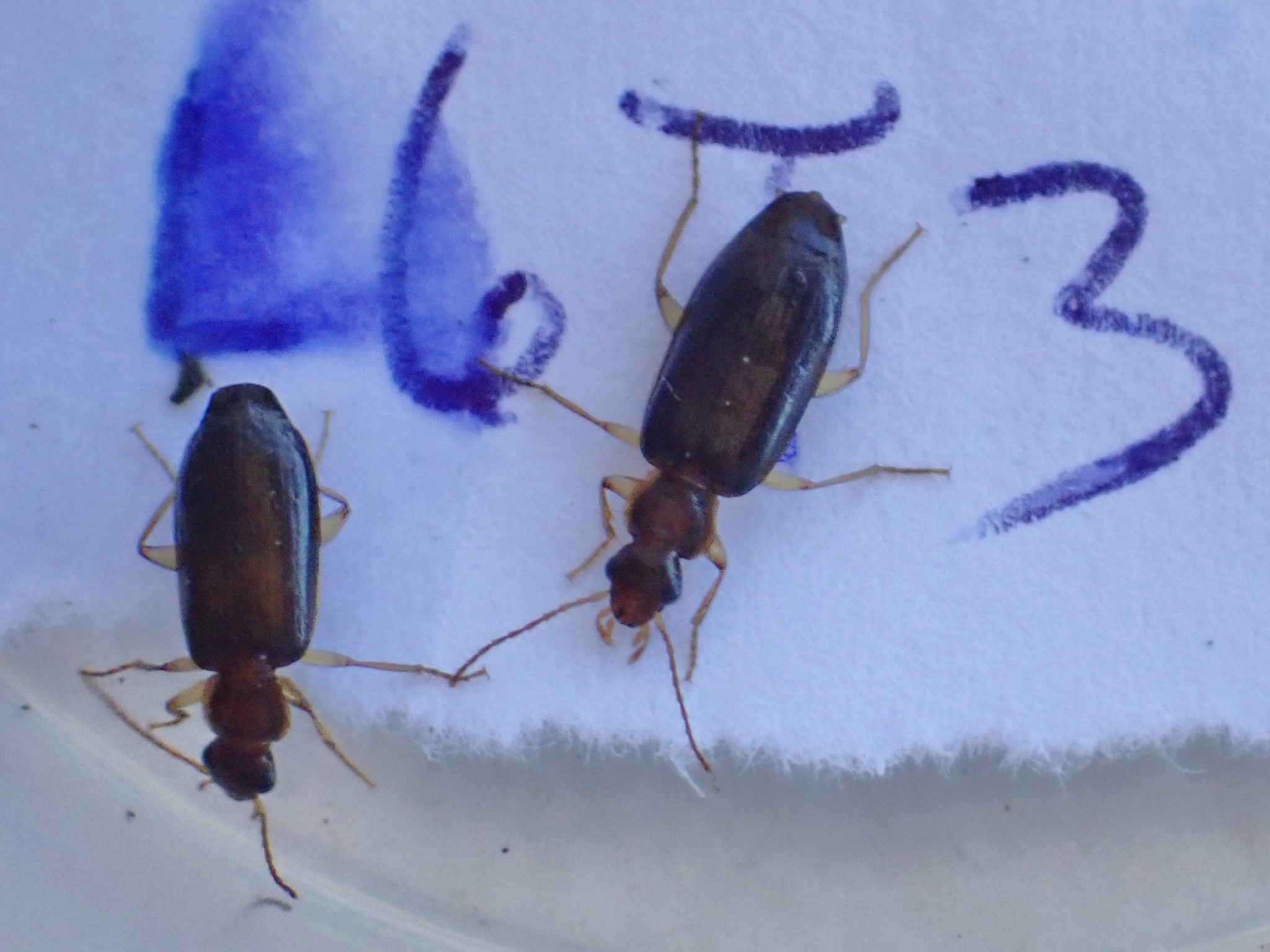 Dromius meridionalis Dejean, 1825